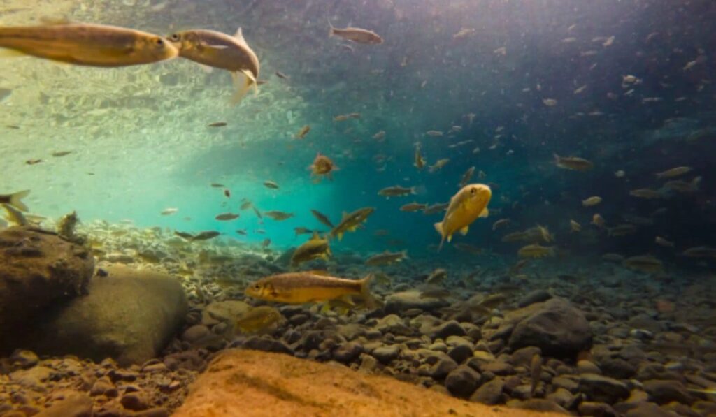Scuba Diving Morocco: Hidden Dive Sites
